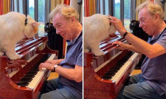 ‘Cats’ composer Andrew Lloyd Webber playing piano for his cat is the ... ‘Cats’ composer Andrew Lloyd Webber playing piano for his cat is the ...