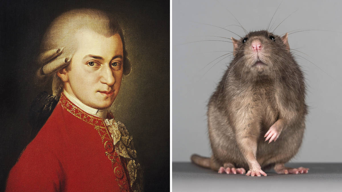 Rats have capacity for rhythm and can keep time to Mozart works, new ... Rats have capacity for rhythm and can keep time to Mozart works, new ...